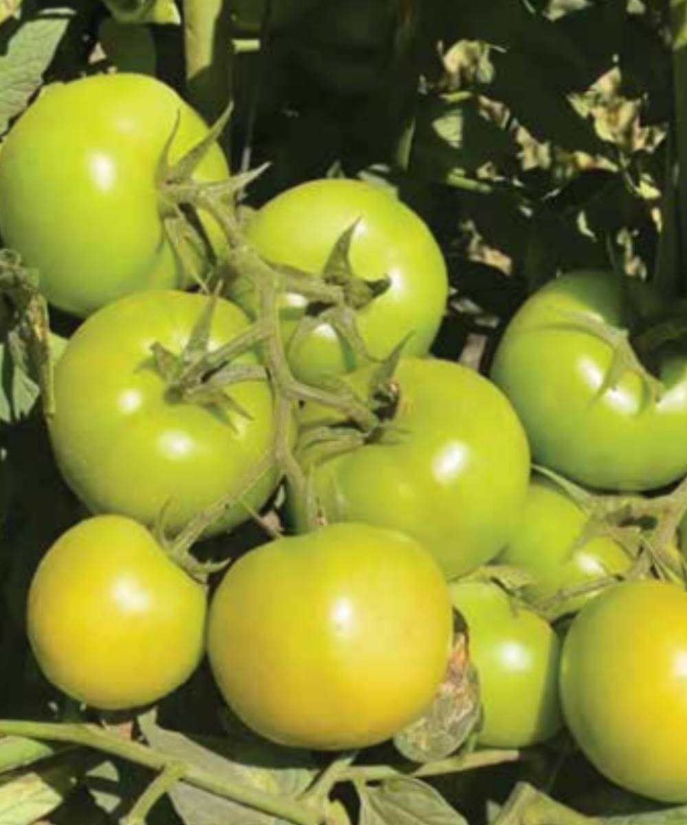 Spero F1 Tomato - Hygrotech (Zambia)